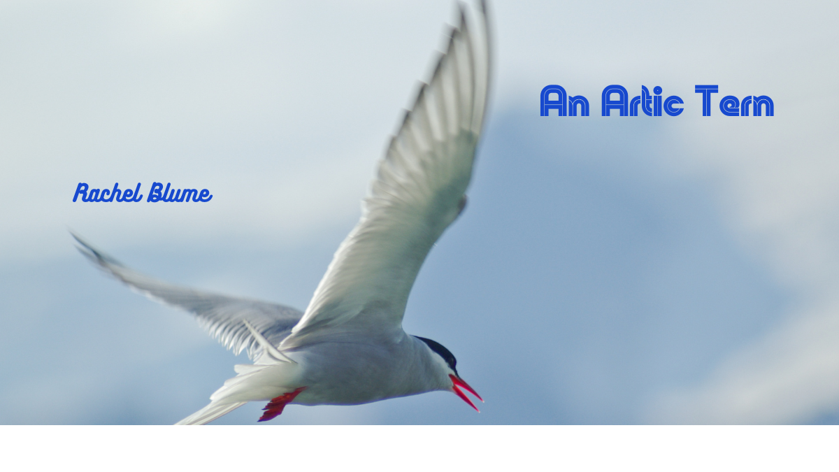 Arctic Tern by Rachel Blume - Flora Fiction